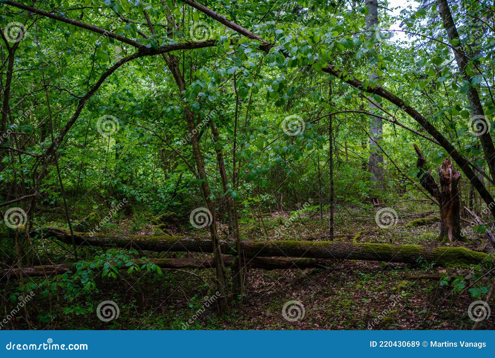 Chaotic Spring Forest Lush with Messy Tree Trunks and Some Foliage ...