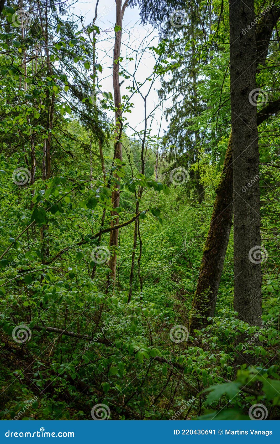 Chaotic Spring Forest Lush with Messy Tree Trunks and Some Foliage ...