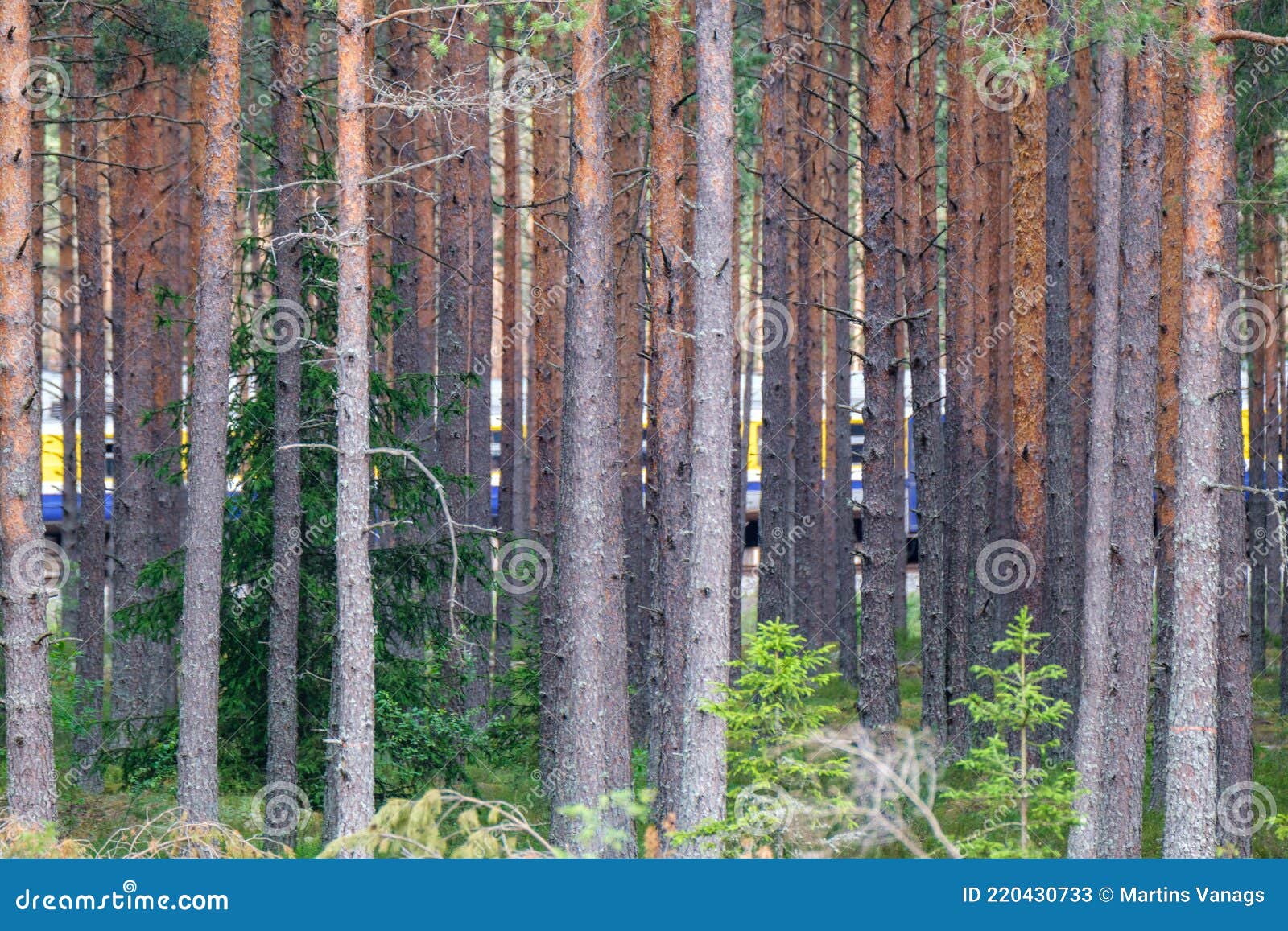Chaotic Spring Forest Lush with Messy Tree Trunks and Some Foliage ...