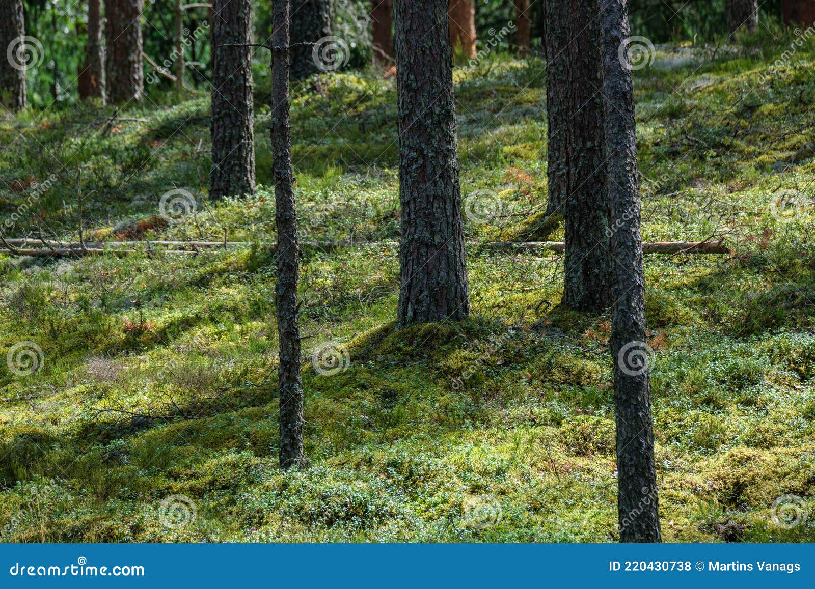 Chaotic Spring Forest Lush with Messy Tree Trunks and Some Foliage ...