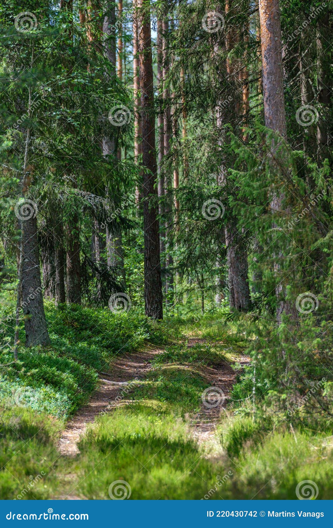Chaotic Spring Forest Lush with Messy Tree Trunks and Some Foliage ...