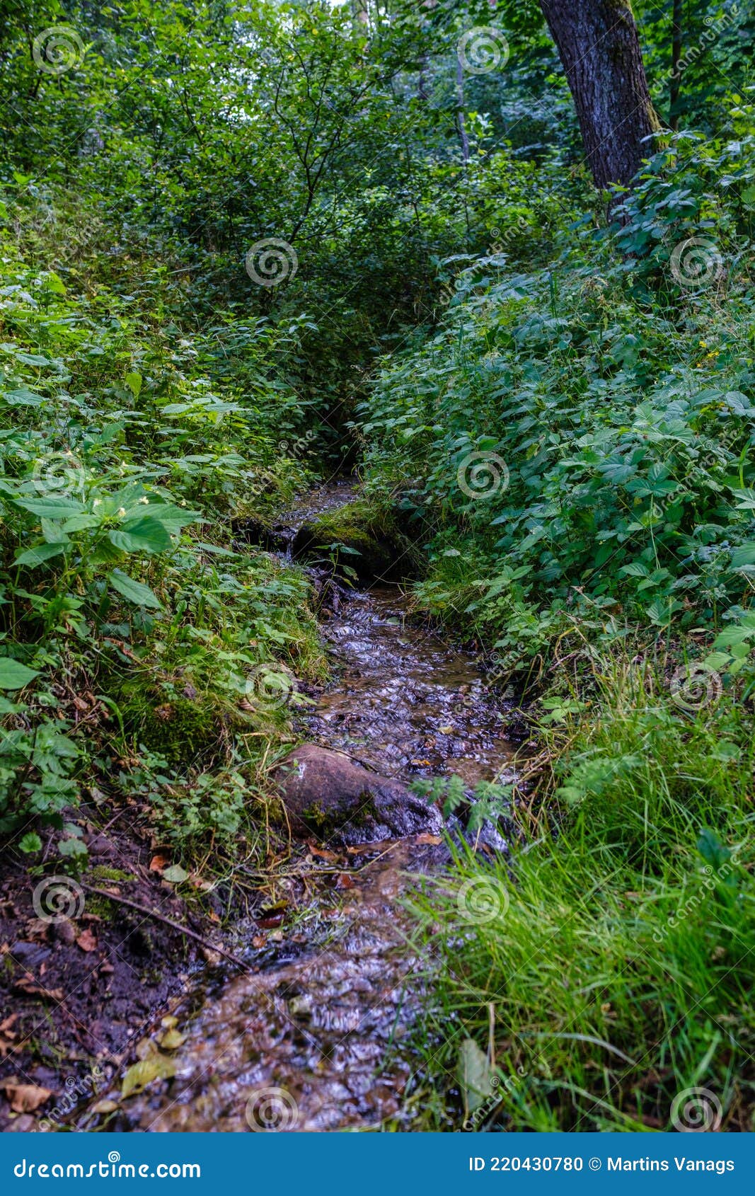 Chaotic Spring Forest Lush with Messy Tree Trunks and Some Foliage ...