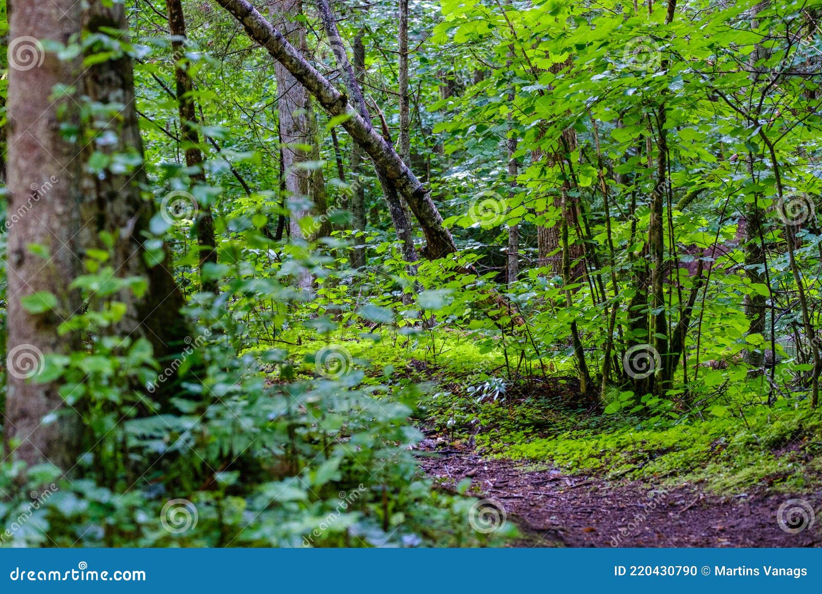 Chaotic Spring Forest Lush with Messy Tree Trunks and Some Foliage ...