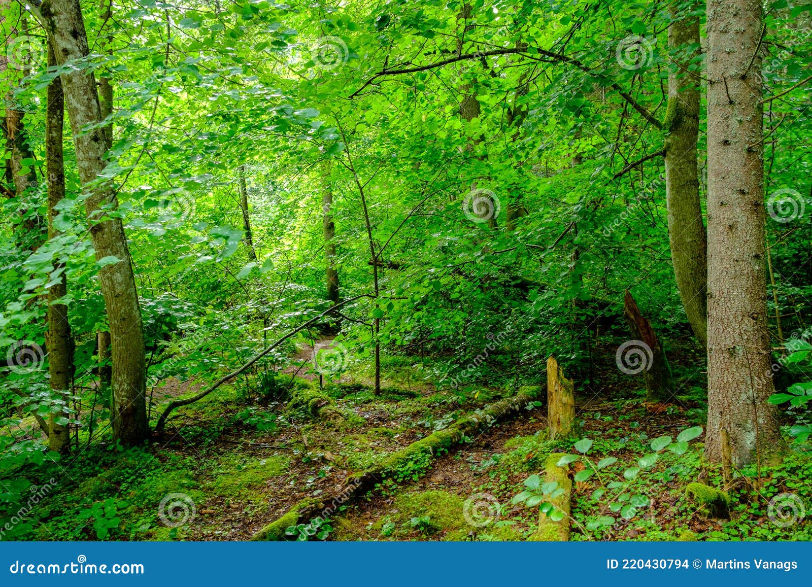 Chaotic Spring Forest Lush with Messy Tree Trunks and Some Foliage ...