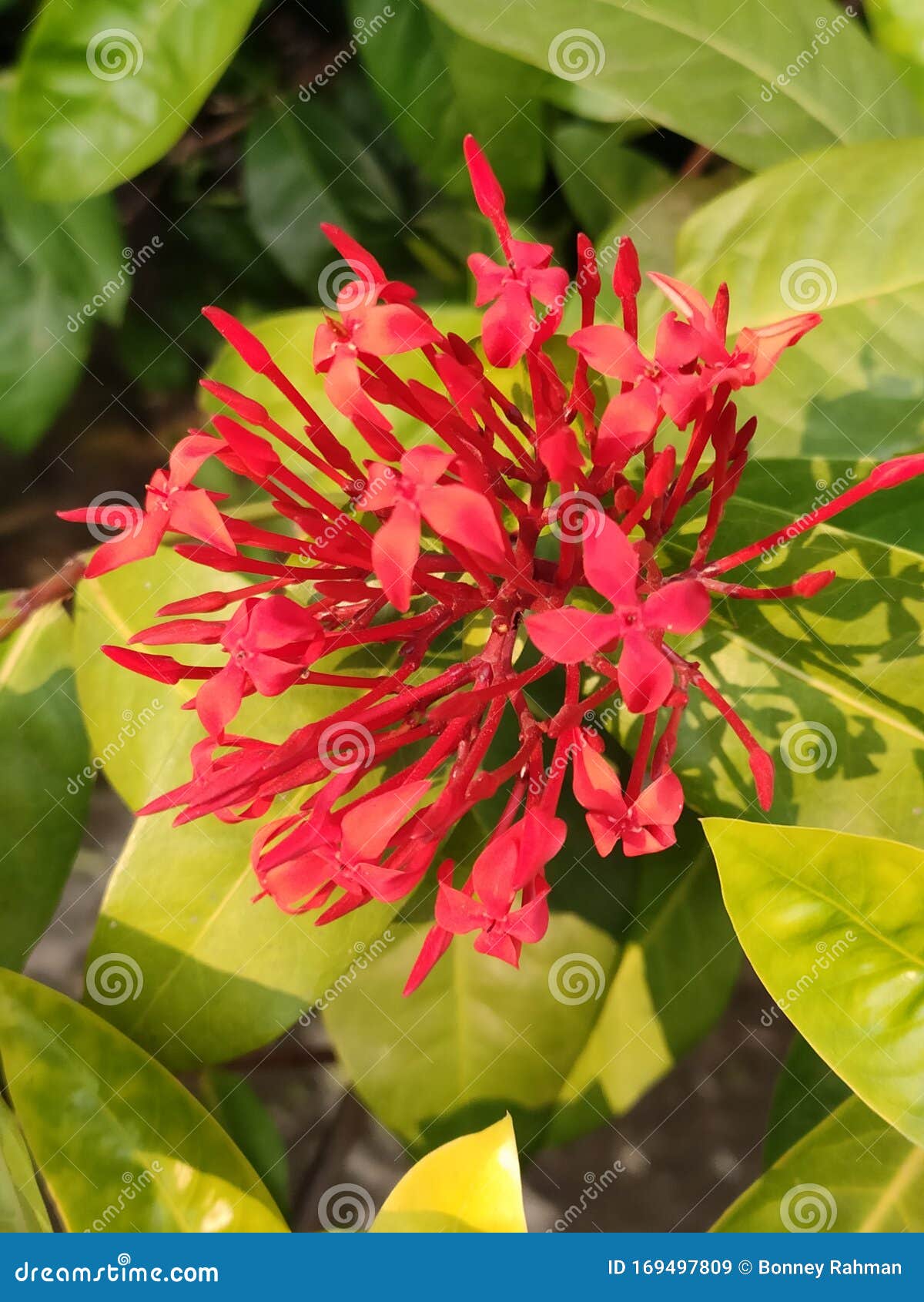 Chapa ful. stock image. Image of colour, size, deep - 169497809