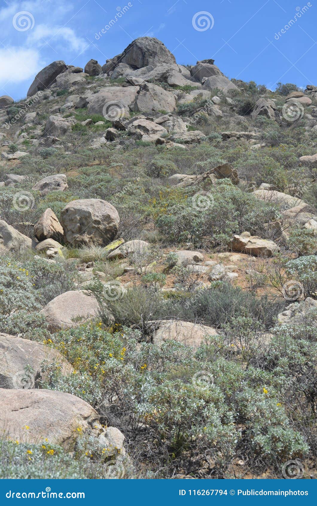 Chaparral, Badlands, Vegetation, Shrubland Picture. Image: 116267794
