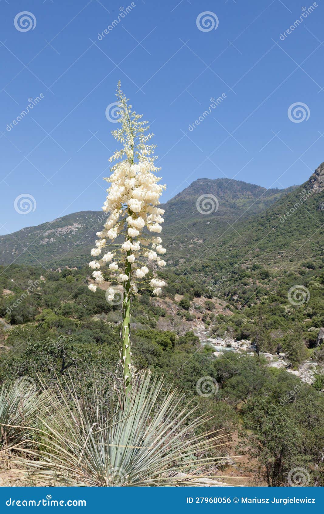 Chaparral yucca stock photo. Image of large, scenic, stalk - 27960056