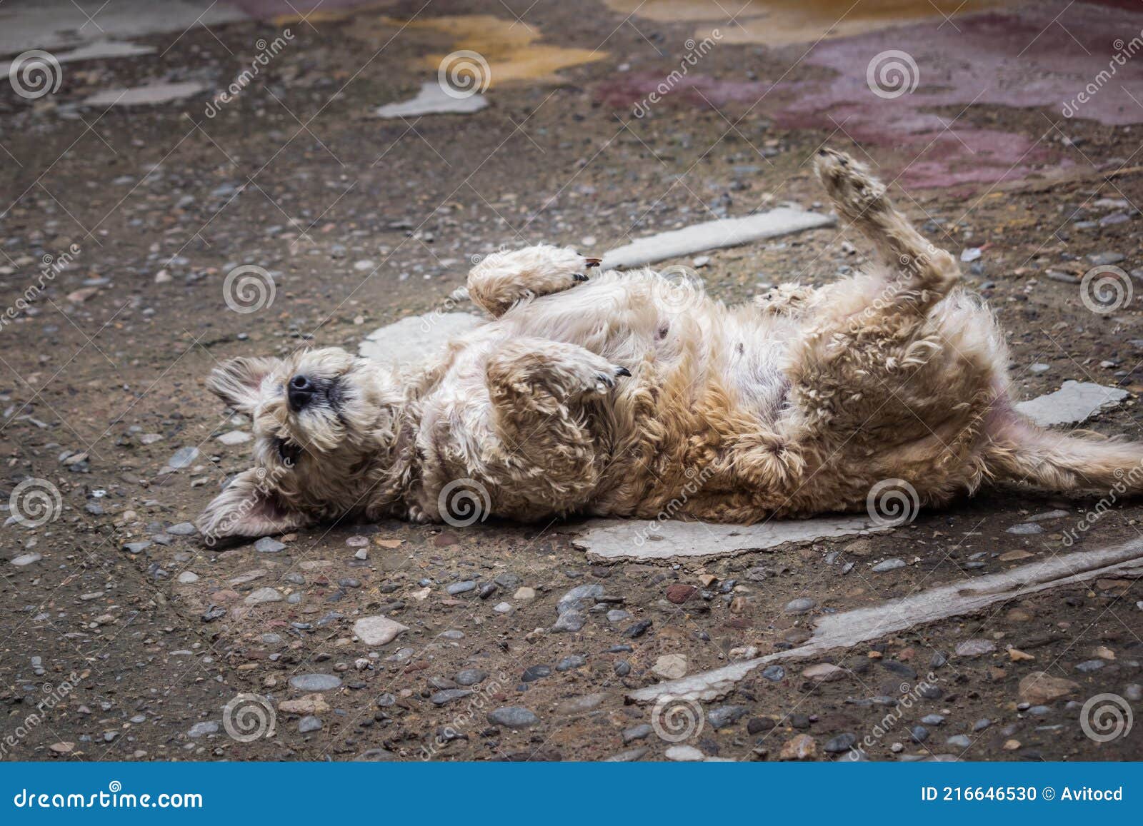 Chapi breed dog sunbathing stock photo. Image of canine - 216646530