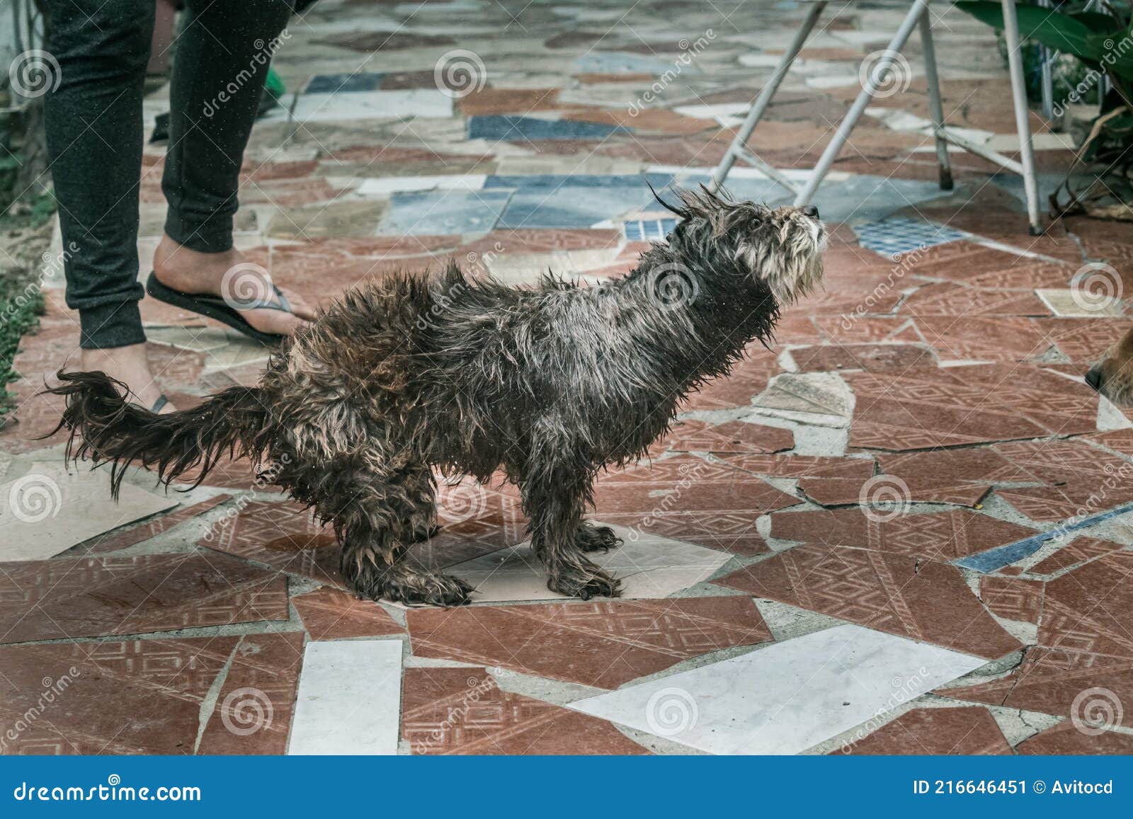 Chapi Breed Dog Shaking Off after Taking a Bath Stock Image - Image of ...