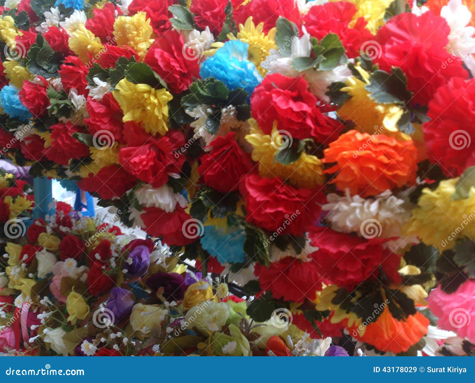 Chaplet Flower stock image. Image of female, color, beautiful - 43178029