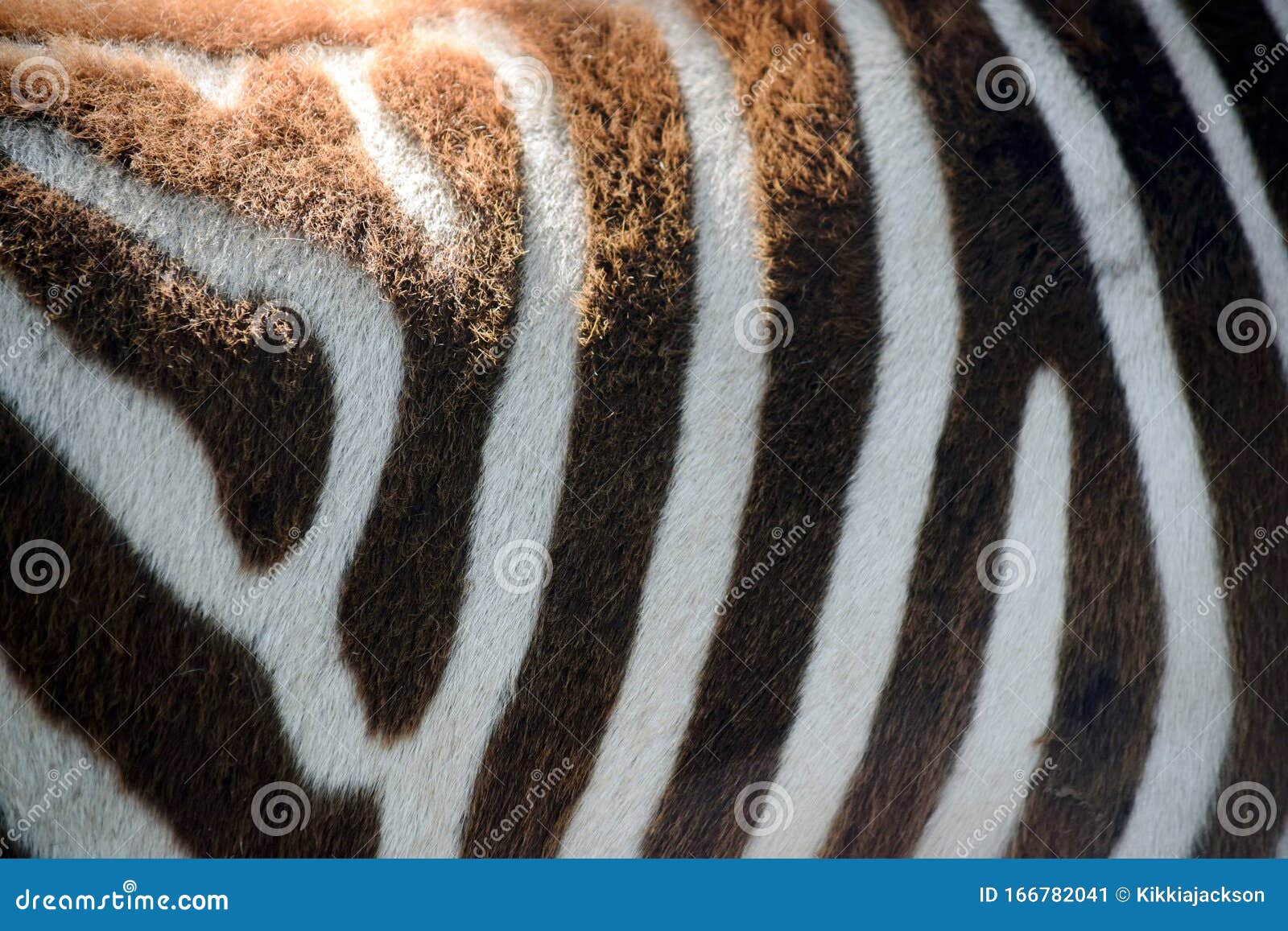 Chapman's Zebra Body Close Up Stockbild - Bild von pflanzenfresser ...