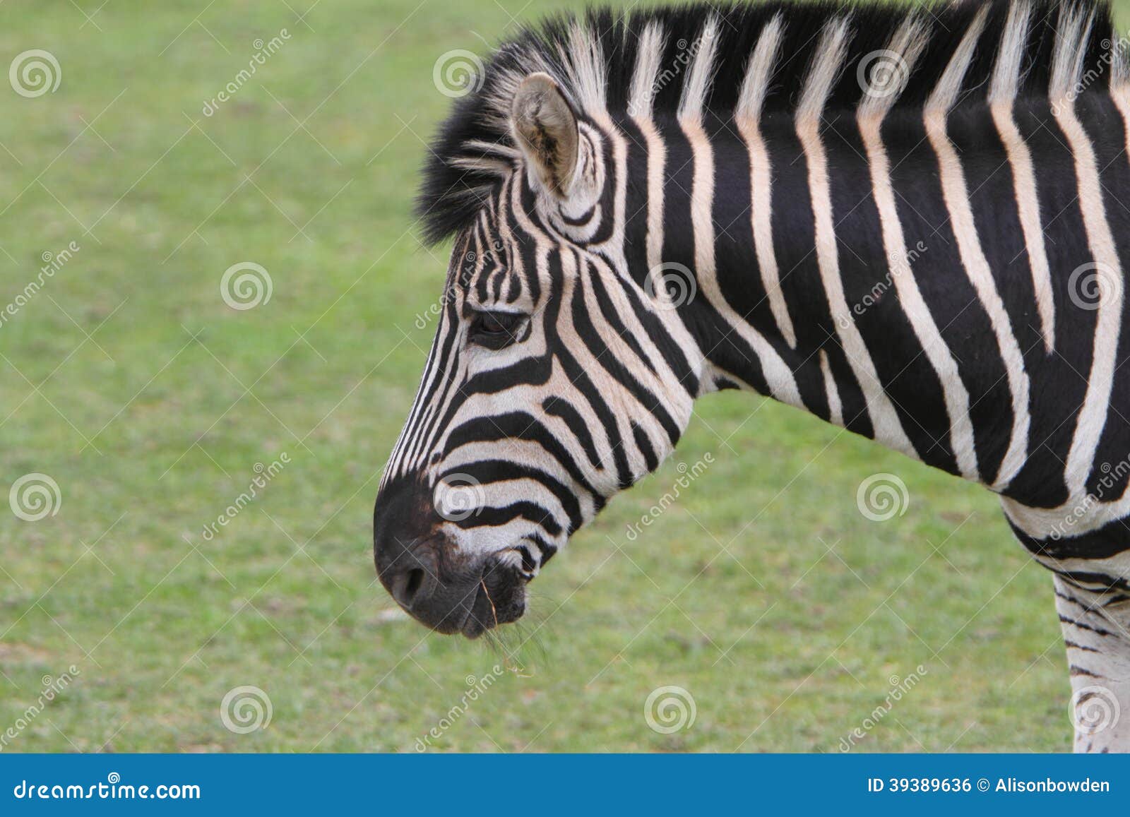 Chapman S Zebra (Equus Quagga Chapmani) Stock Photo - Image of white ...