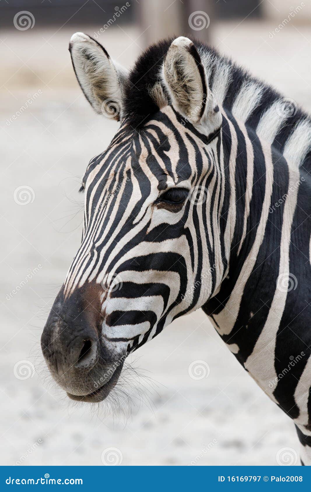 Chapman S Zebra - a Portrait Stock Image - Image of portrait, camera ...