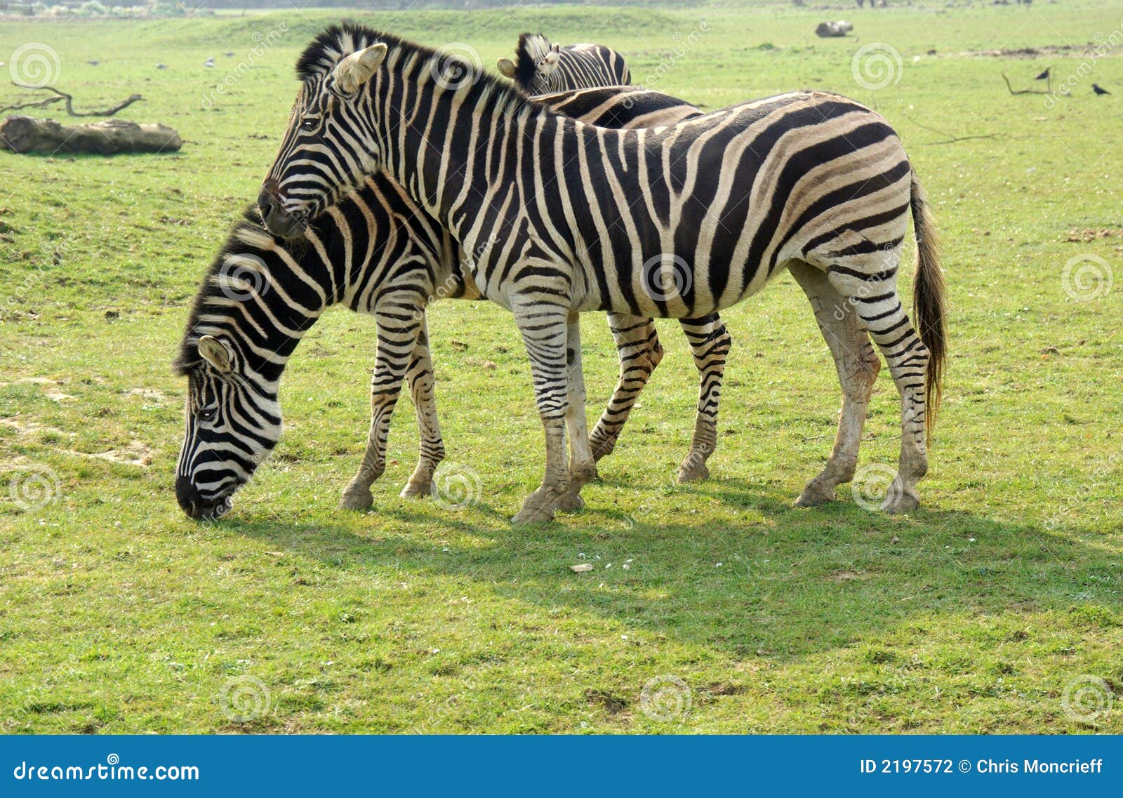 Chapman Zebra stock photo. Image of chapman, africa, zebra - 2197572