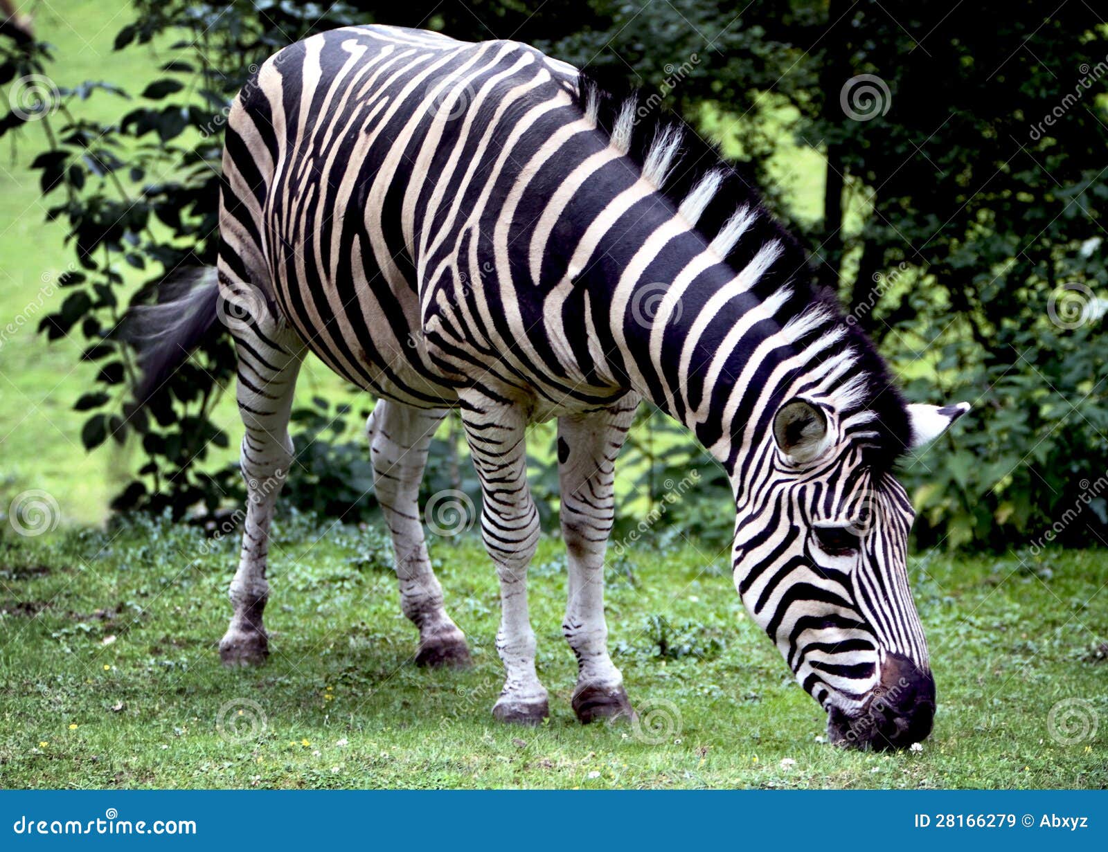 Chapmans Zebra stock image. Image of animal, equus, herd - 28166279