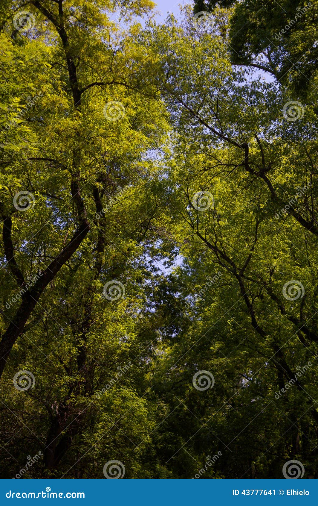 Chapultepec Park Trees DF Mexico City Stock Image - Image of mexico ...