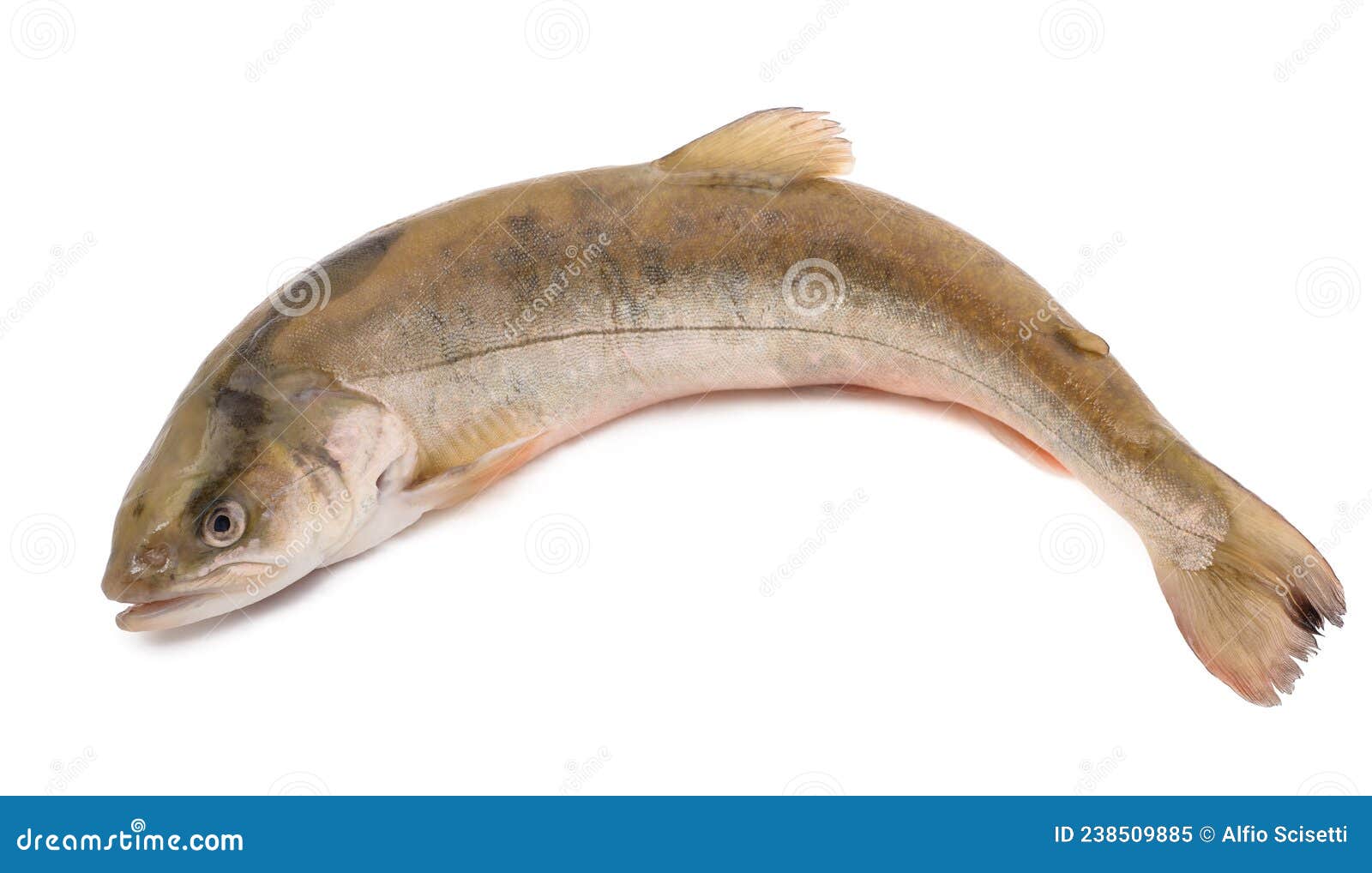 Char stock image. Image of salmon, healthy, namaycush - 238509885