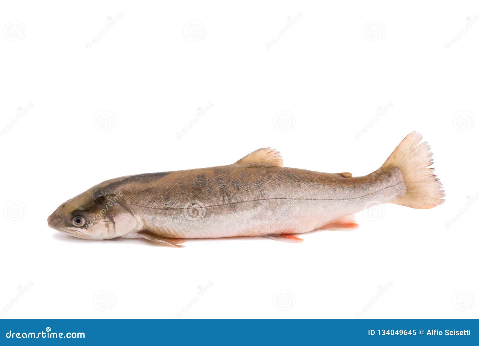 Char stock image. Image of white, fish, eastern, healthy - 134049645