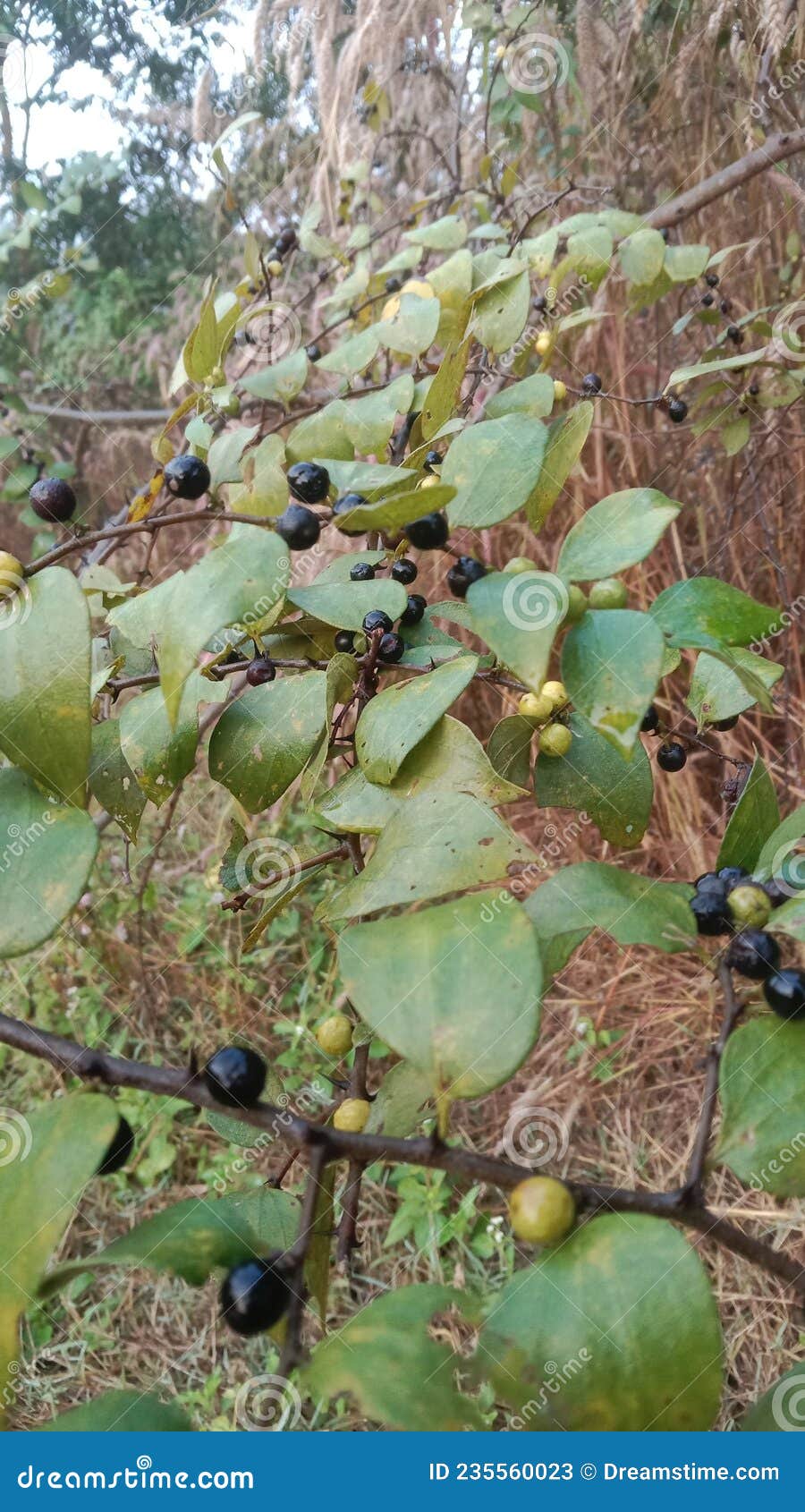 Char indian food stock image. Image of leaf, nature - 235560023