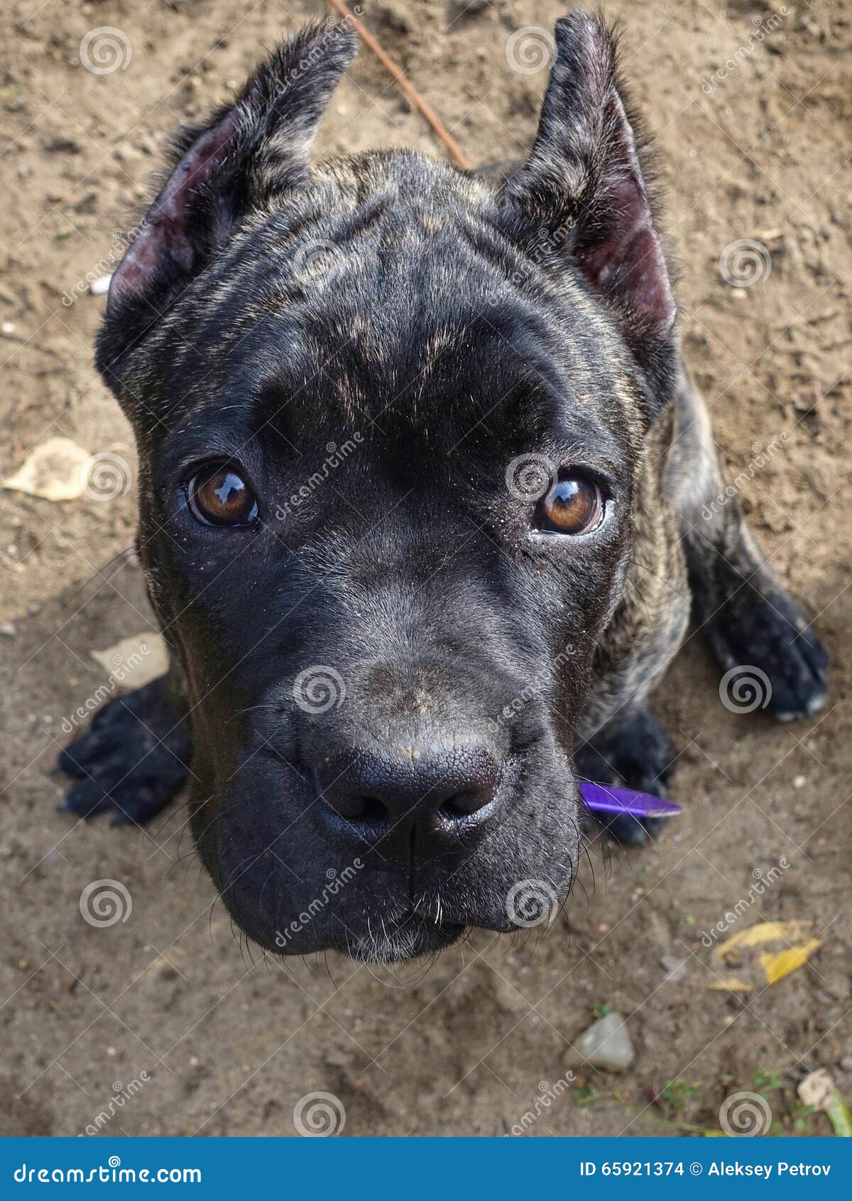 Chara stock photo. Image of dogs, animal, animals, puppy - 65921374