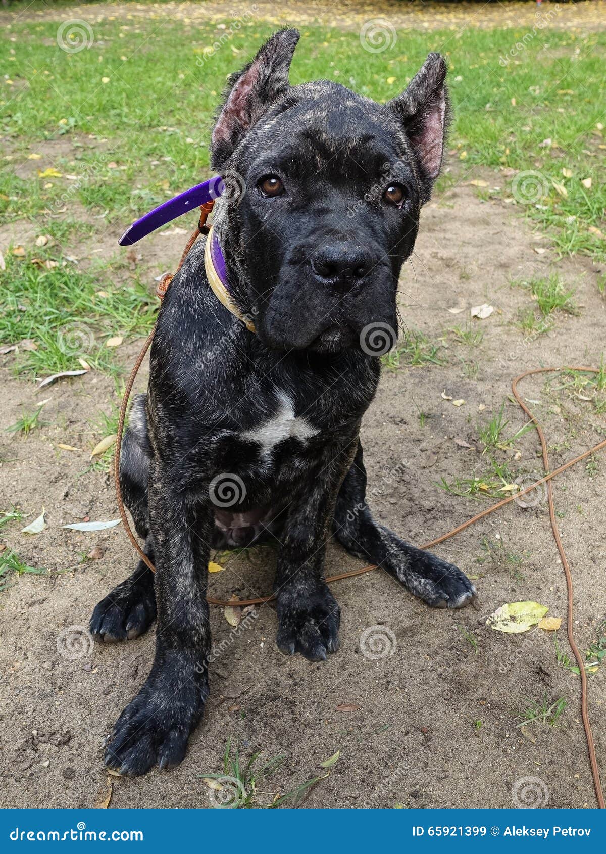 Chara stock image. Image of alaunt, cute, animal, pets - 65921399