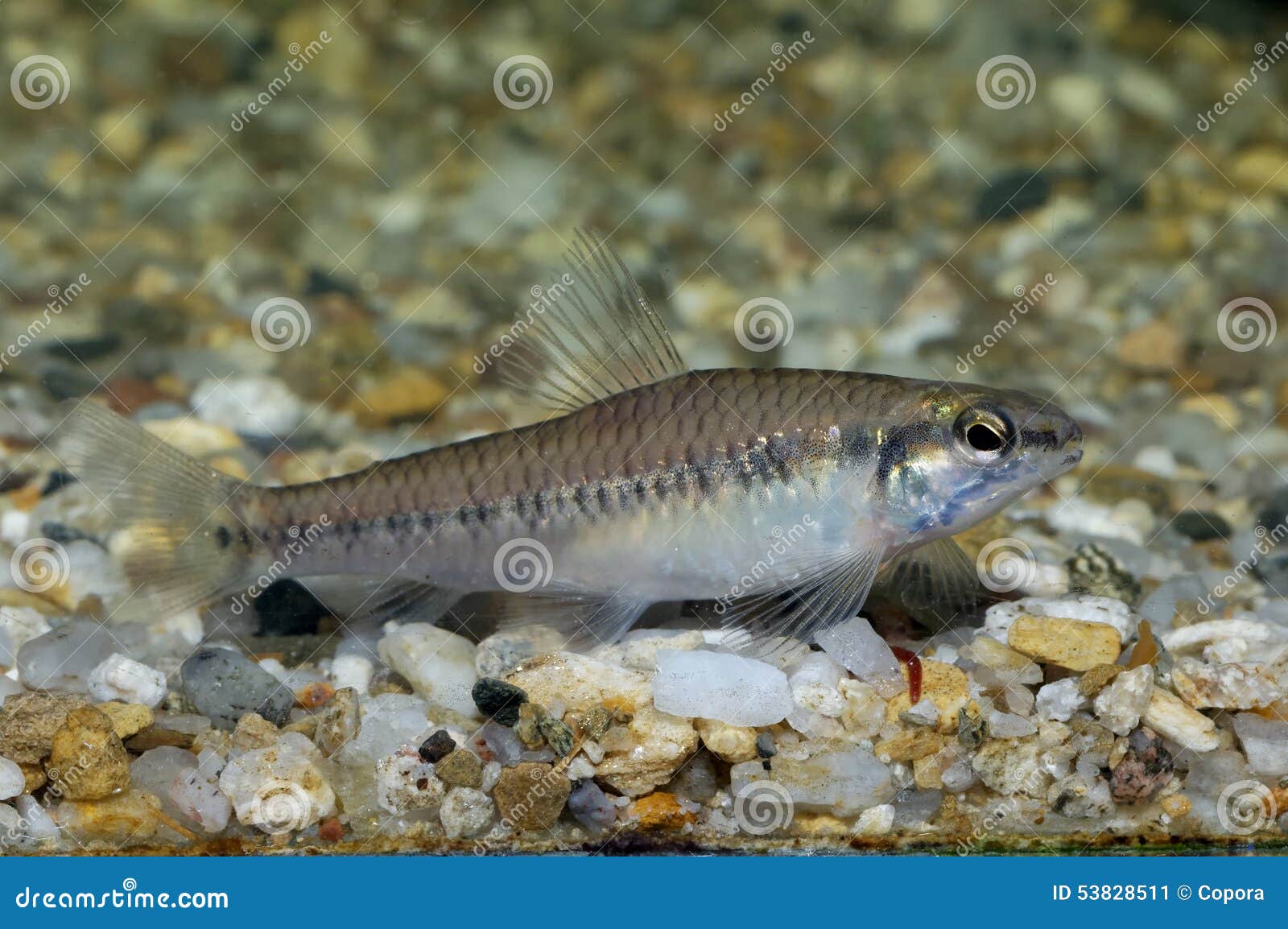 Characid fish stock image. Image of nosed, america, exotic - 53828511