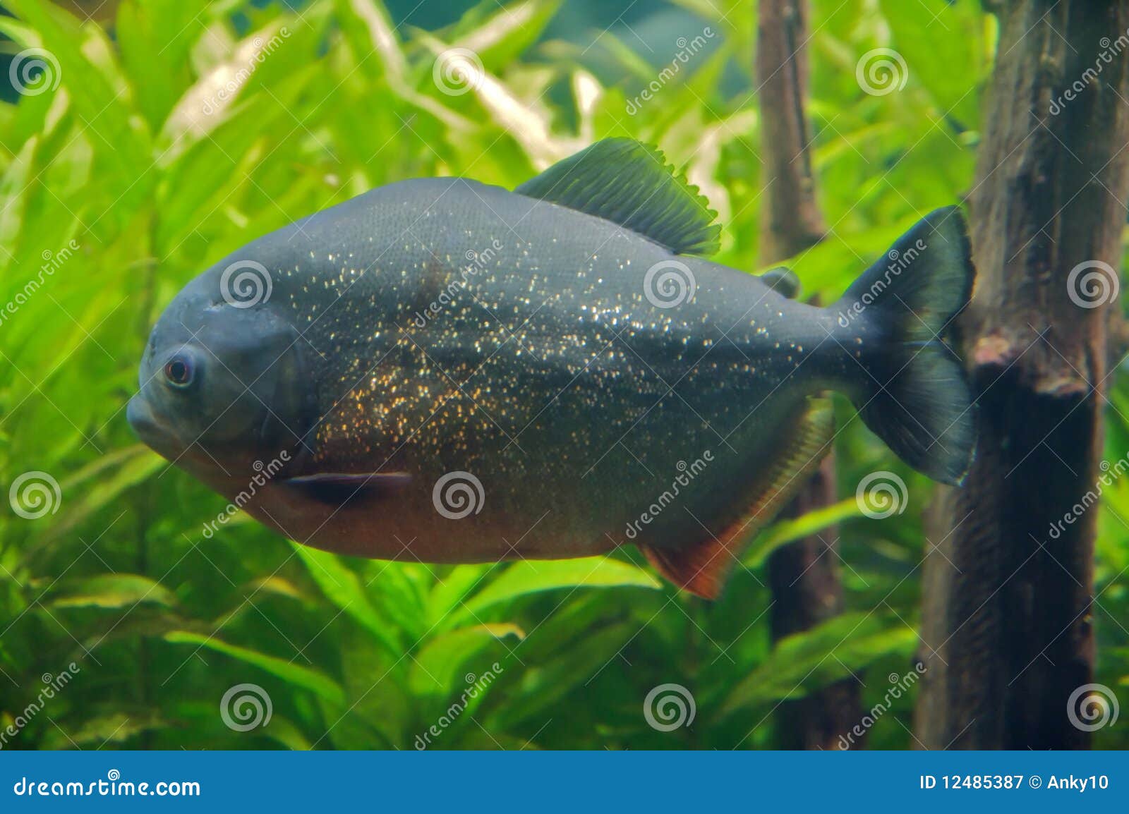 Characins Fish stock image. Image of green, creature - 12485387