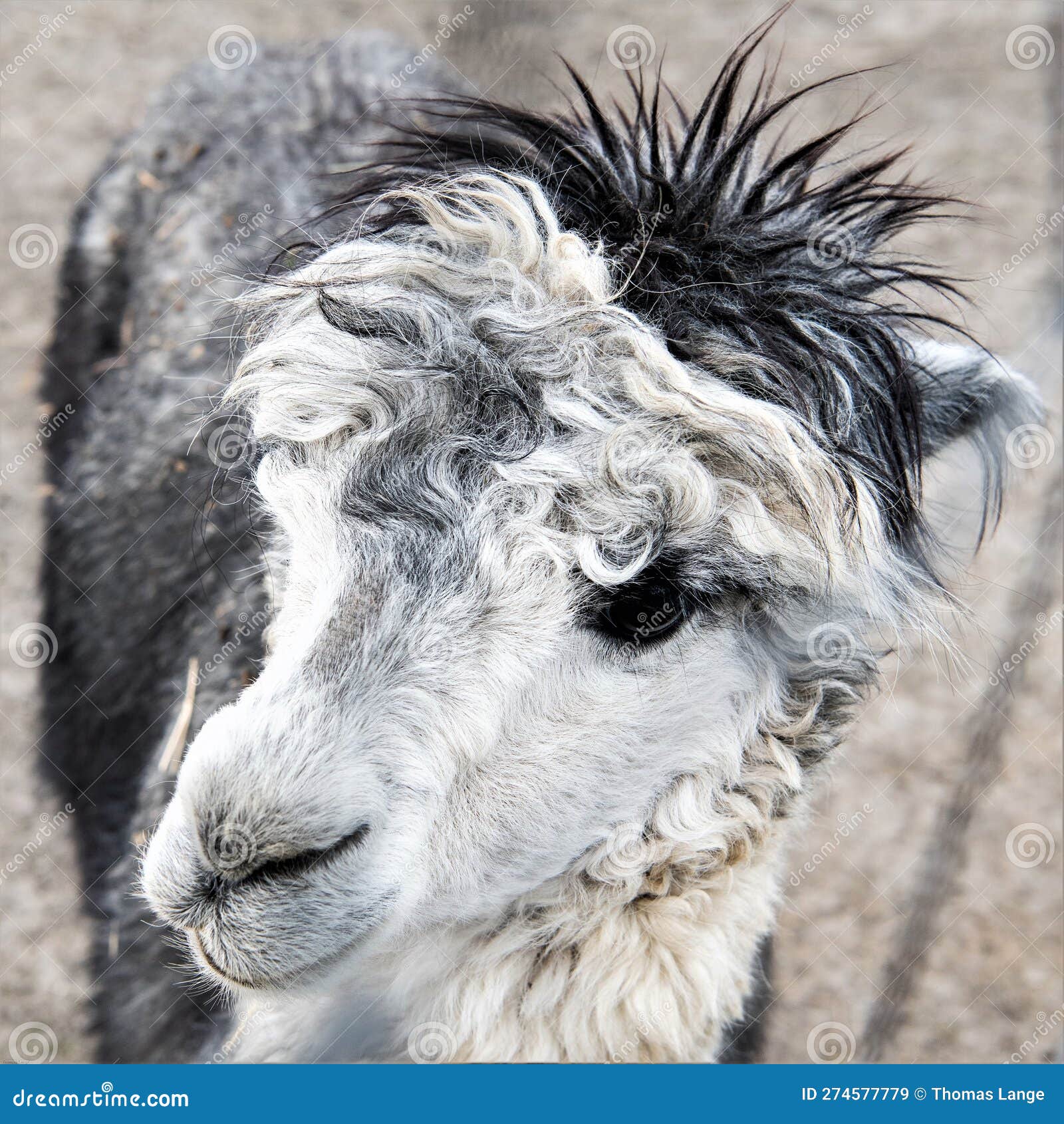 Character Head- Head of a Young Lama Stock Image - Image of animal ...