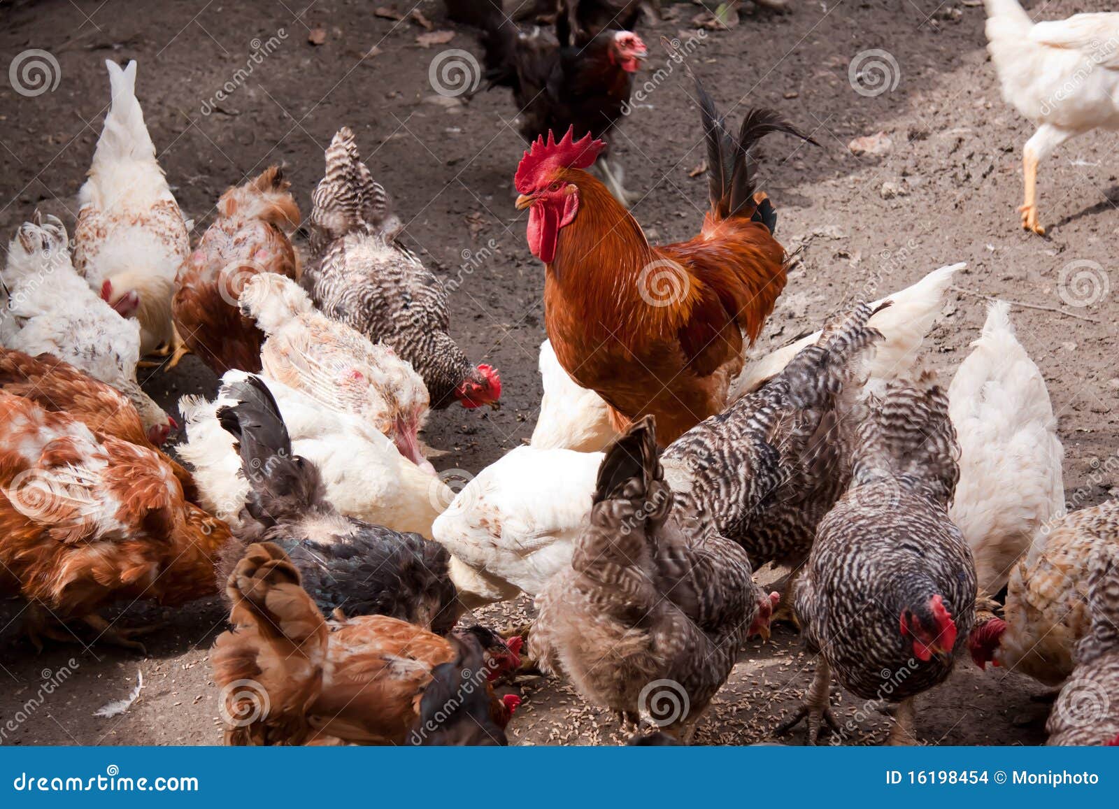 Characteristic Rural Landscape of Eastern Europe, Stock Photo - Image ...