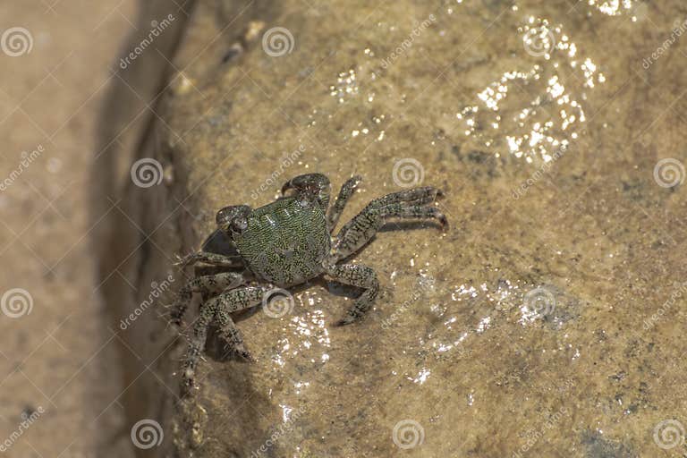 Characteristic Specimen of Mediterranean Crab on Rocks Stock Image ...