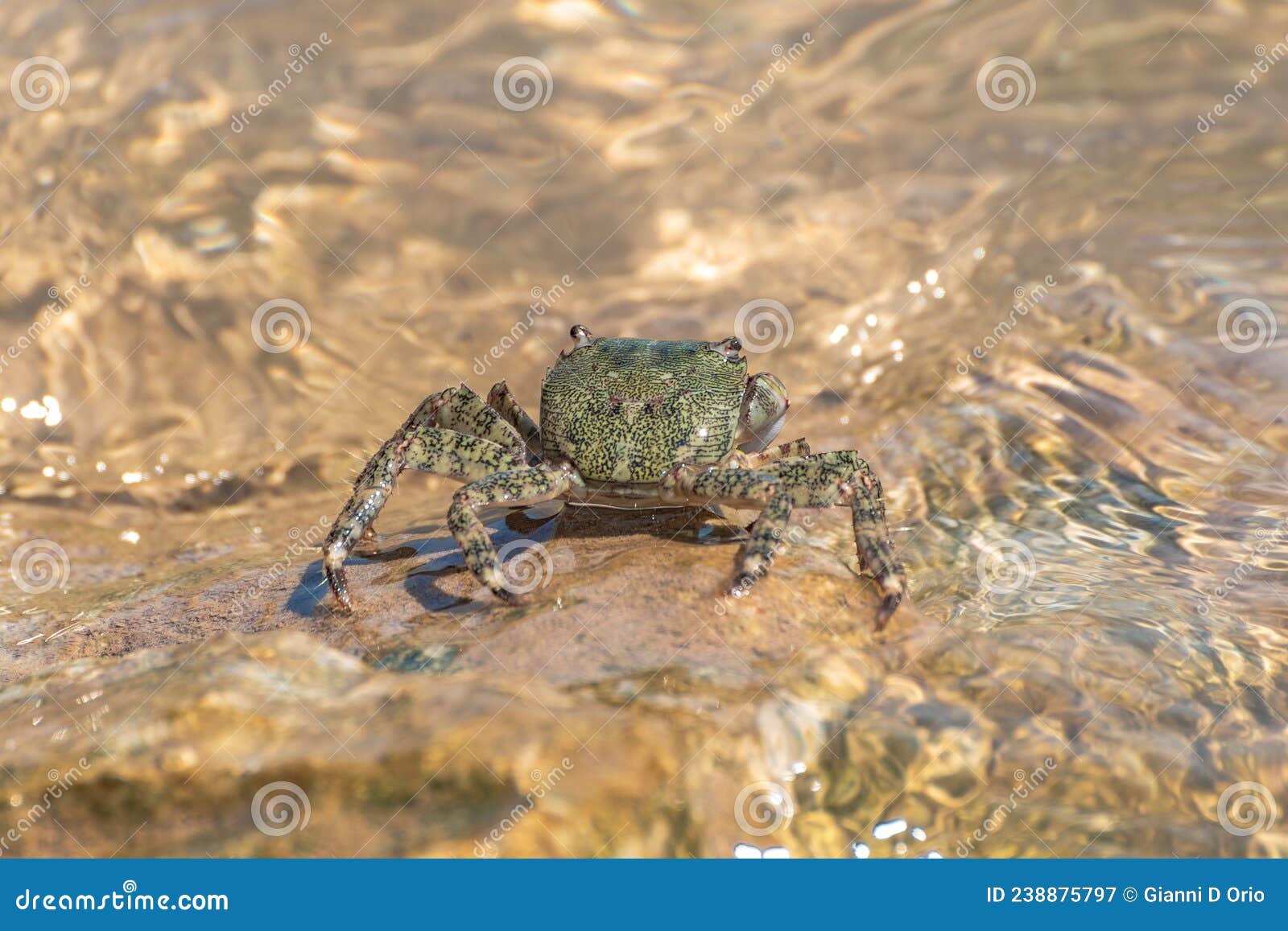 Characteristic Specimen of Mediterranean Crab on Rocks Stock Image ...