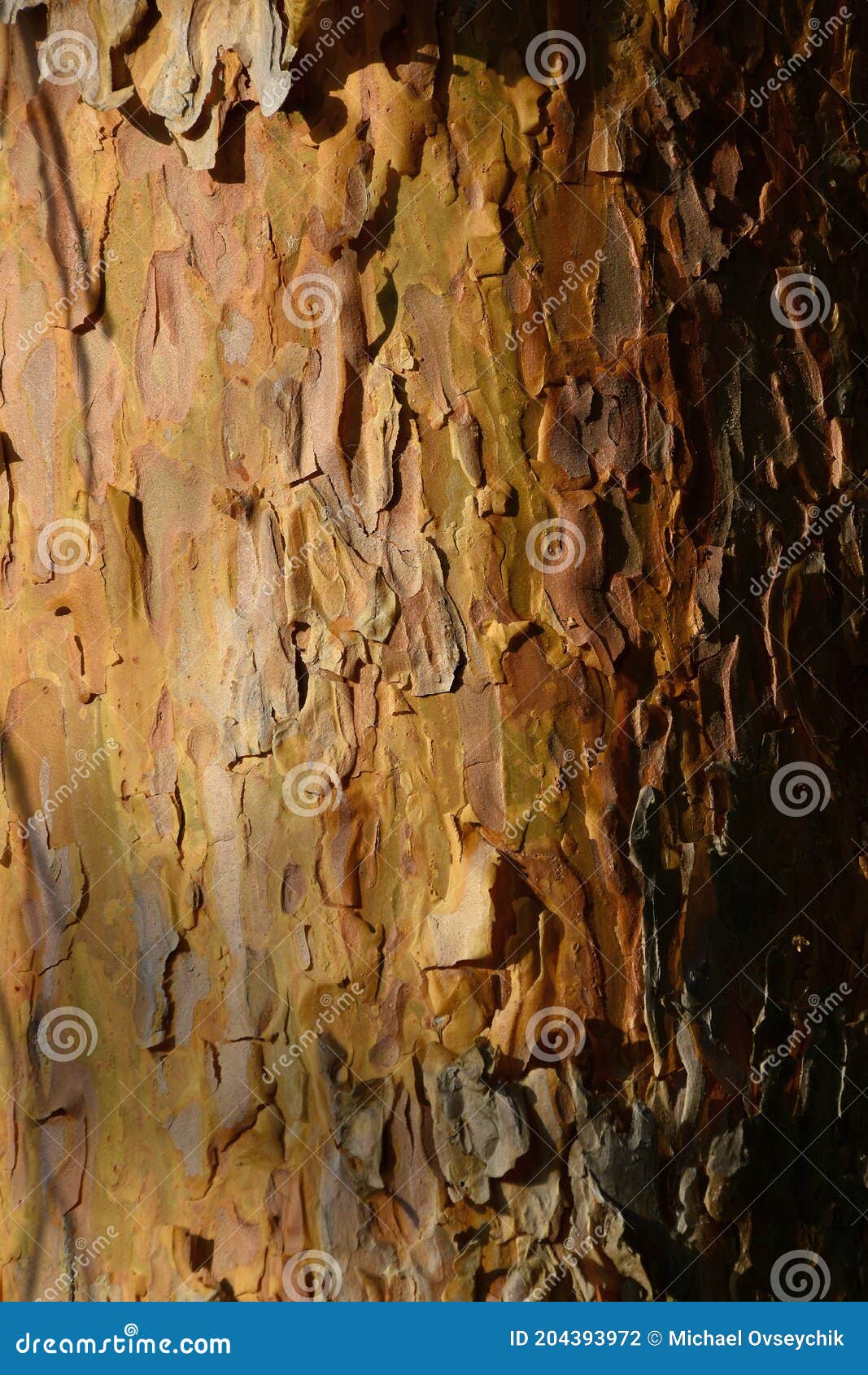 The Characteristic Structure of the Bark at the Very Warp of the Trunk ...