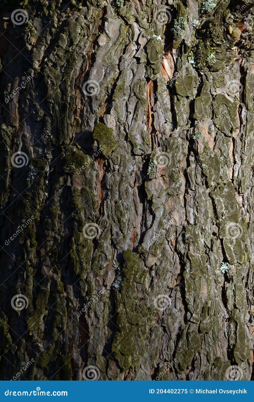 The Characteristic Structure of the Bark at the Very Warp of the Trunk ...