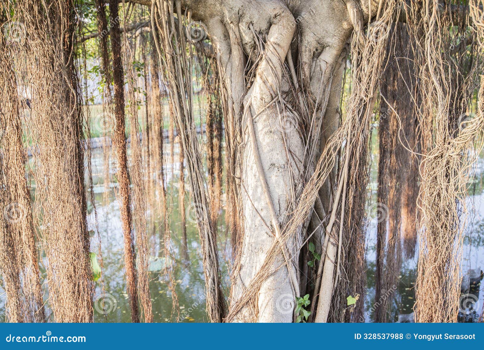 Characteristic Tree Root Texture Pattern Stock Photo - Image of ...