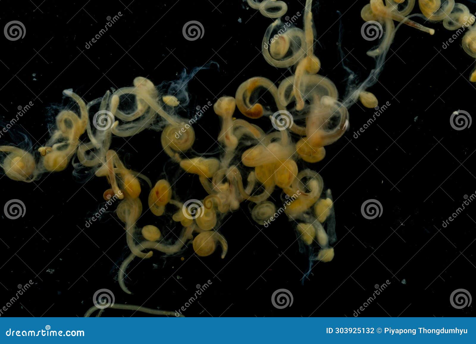 Thorny-headed Worms, or Spiny-headed Worms and Ascaris Under the ...