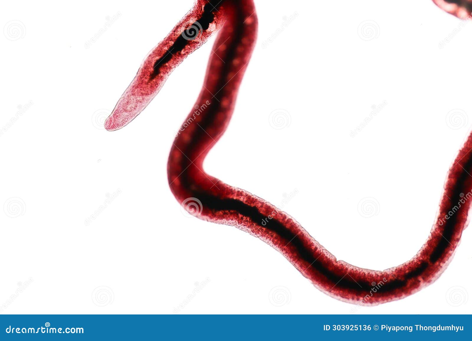 Ascaris Egg Under The Microscope Stock Photography | CartoonDealer.com ...