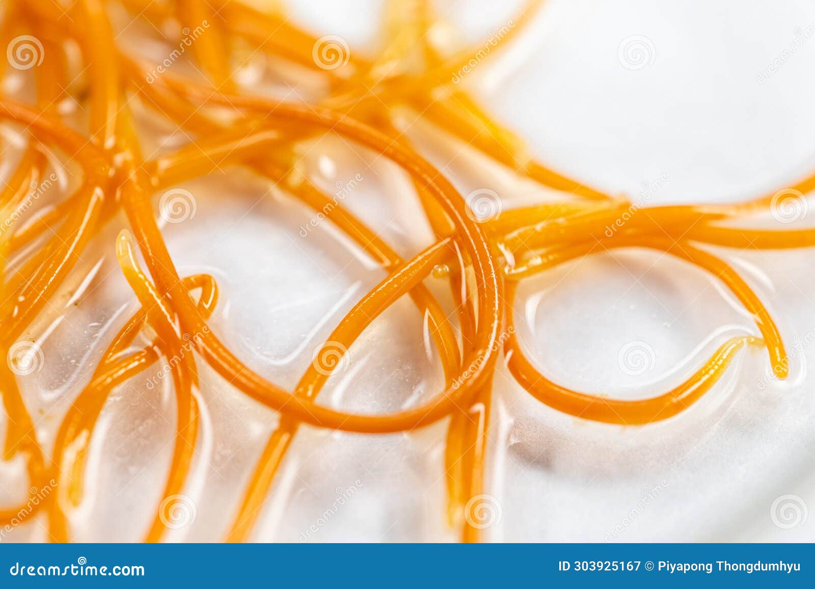 Thorny-headed Worms, or Spiny-headed Worms and Ascaris Under the ...