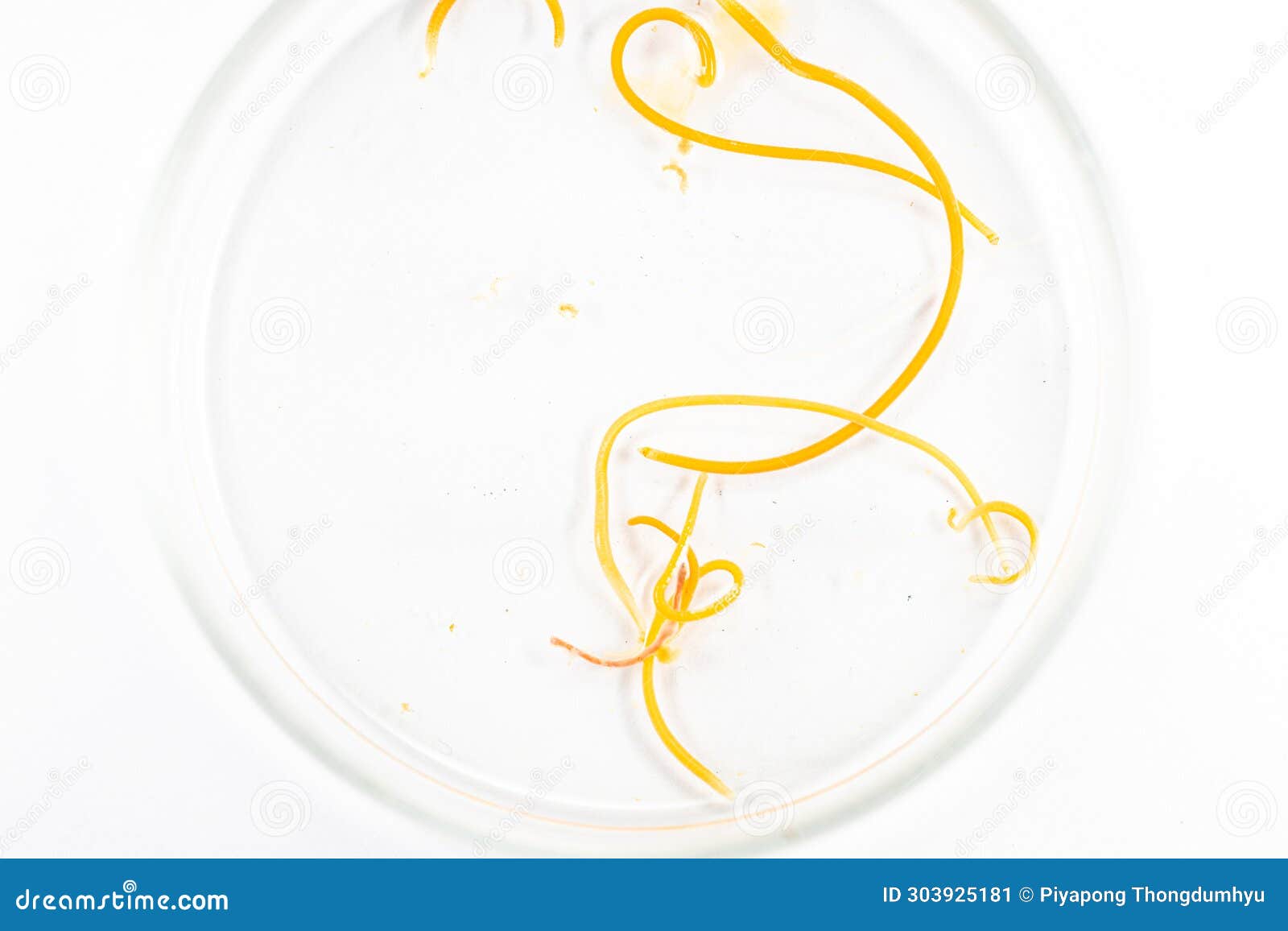 Thorny-headed Worms, or Spiny-headed Worms and Ascaris Under the ...