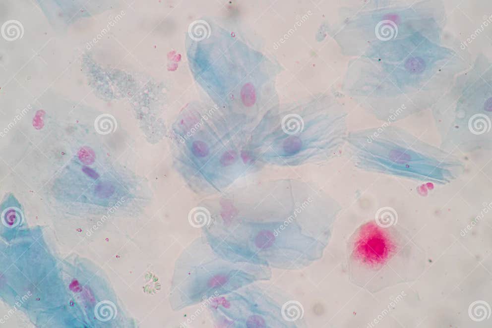 Histological Sample Squamous Epithelial Cells Under Microscope Stock