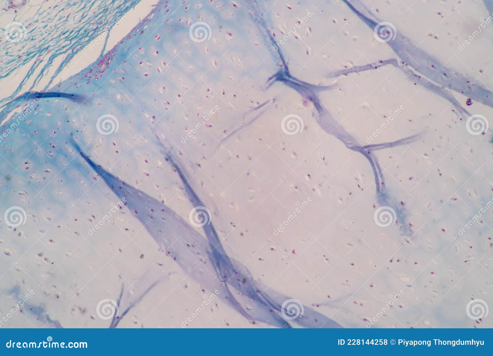 Characteristics of Columnar Epithellum Cell Cell Structure of Human ...