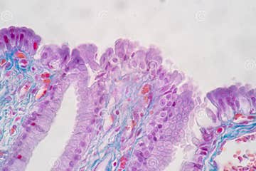Characteristics of Columnar Epithellum Cell Cell Structure of Human ...