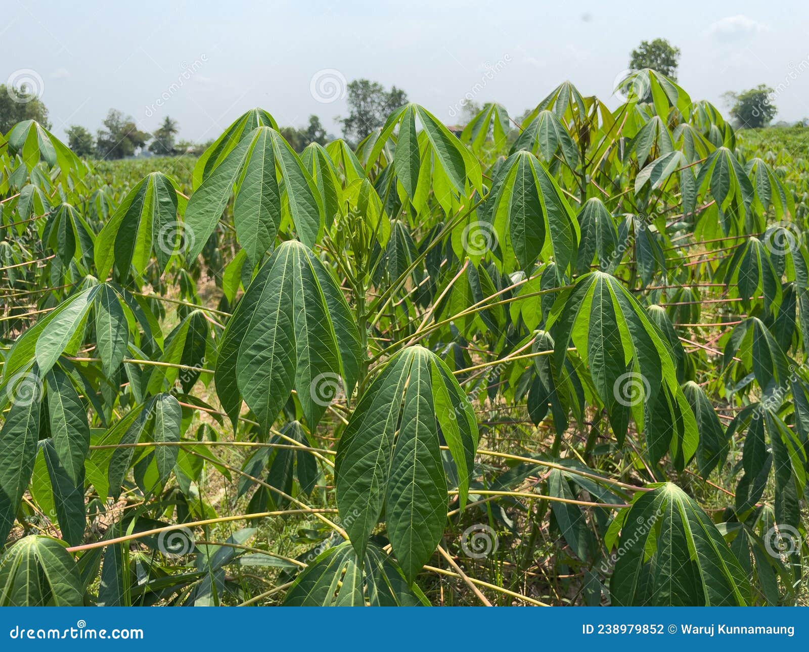 Characteristics of the Complete Leaves of Cassava. Stock Photo - Image ...
