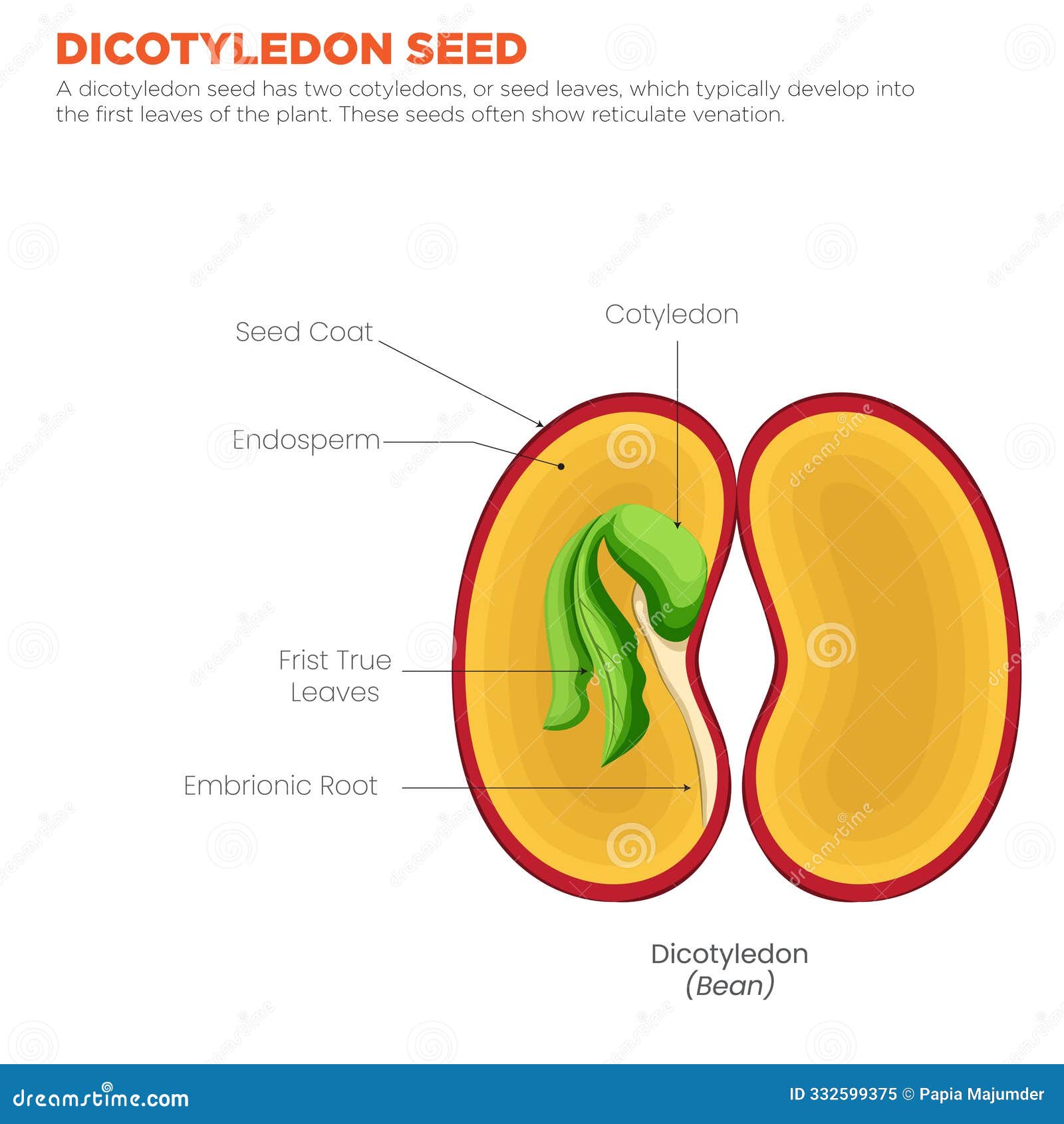 Characteristics of a Dicotyledon Seed Two Cotyledons and Reticulate ...