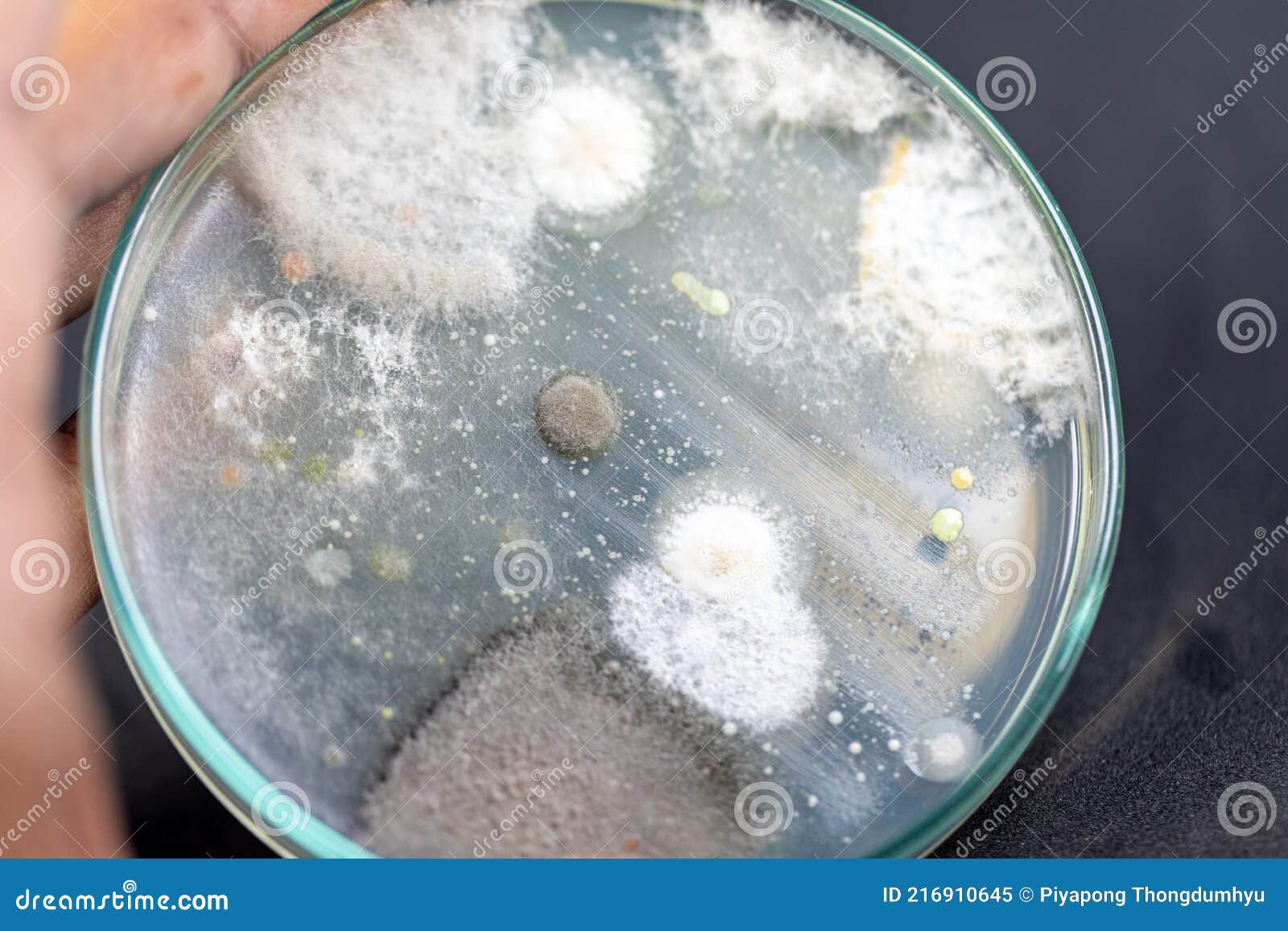 Characteristics and Different Shaped Colony of Bacteria and Mold ...