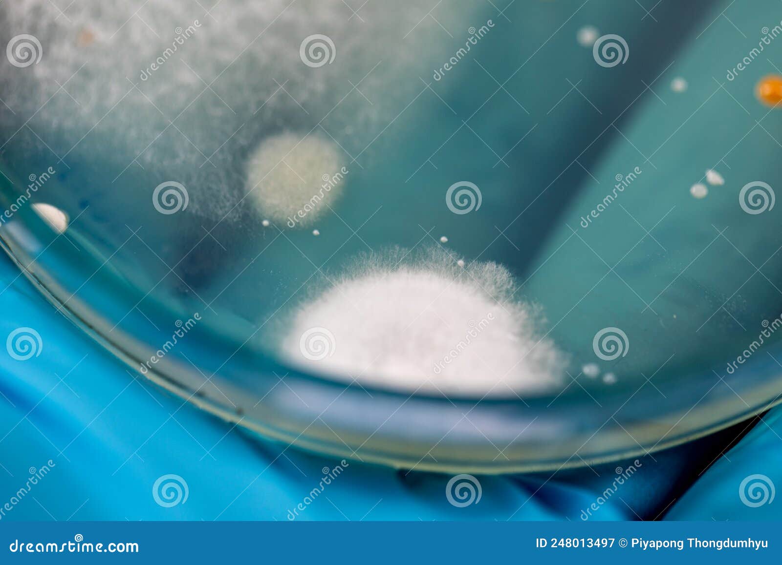 Characteristics and Different Shaped Colony of Bacteria and Mold ...