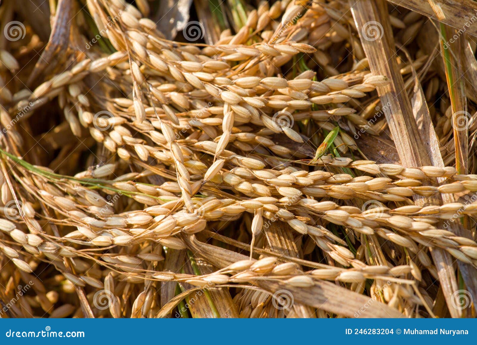 Characteristics of Good Rice Stock Photo - Image of vegetable, fruit ...