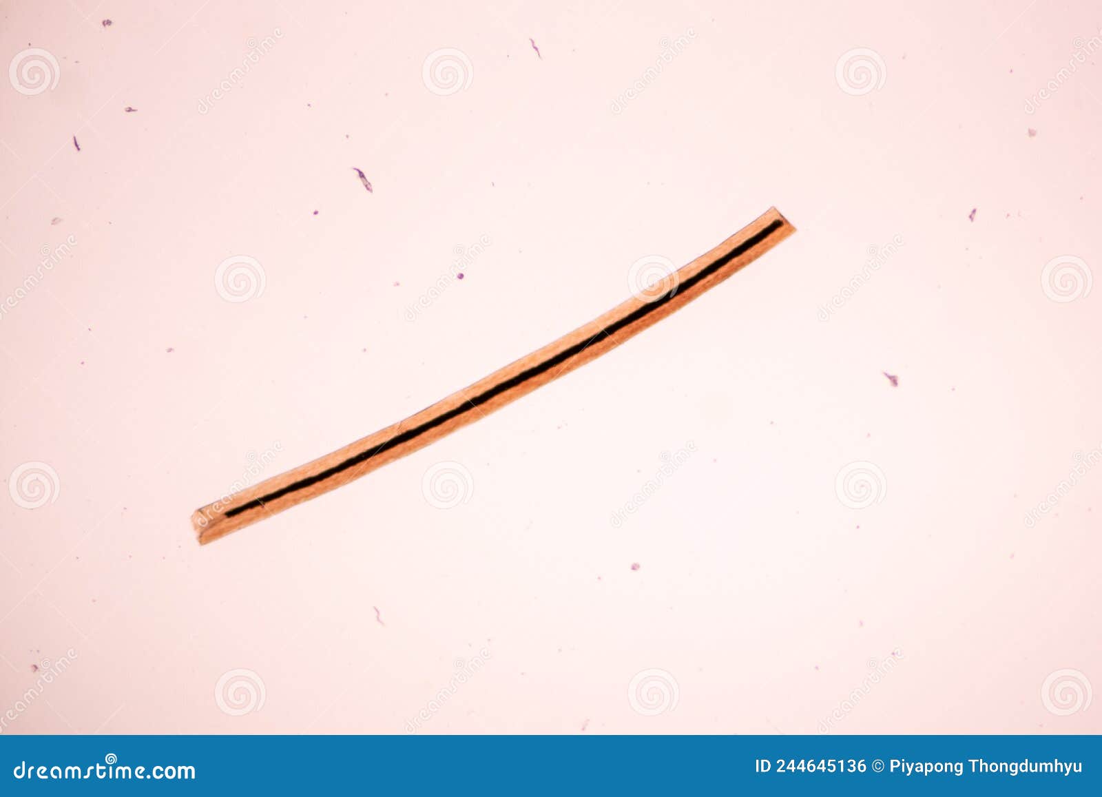 Hair Cell of Human Under Microscope View. Stock Photo - Image of cells ...