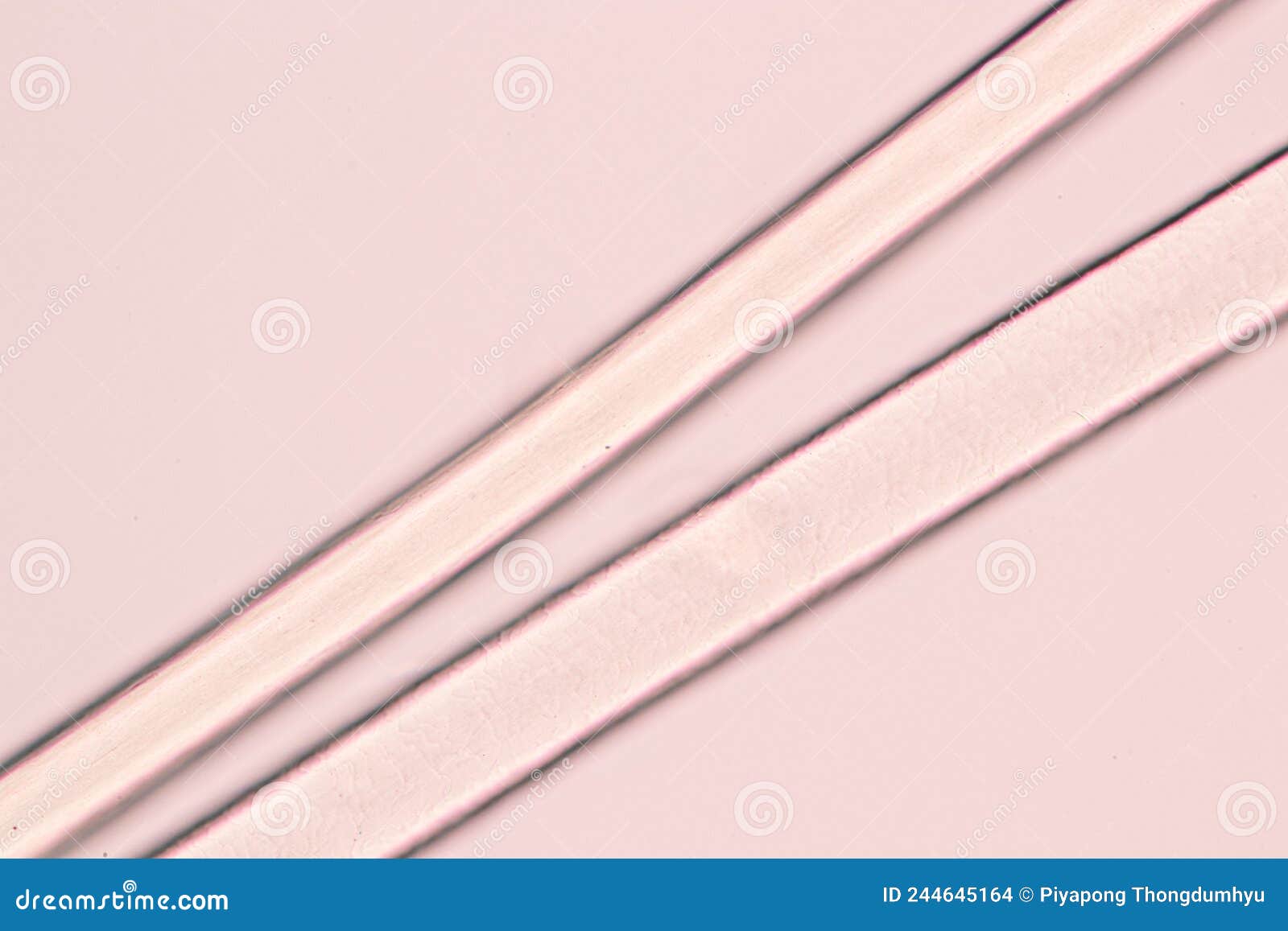 Hair Cell of Human Under Microscope View. Stock Photo - Image of ...