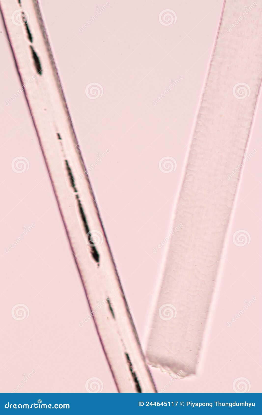 Hair Cell of Human Under Microscope View. Stock Image - Image of brown ...