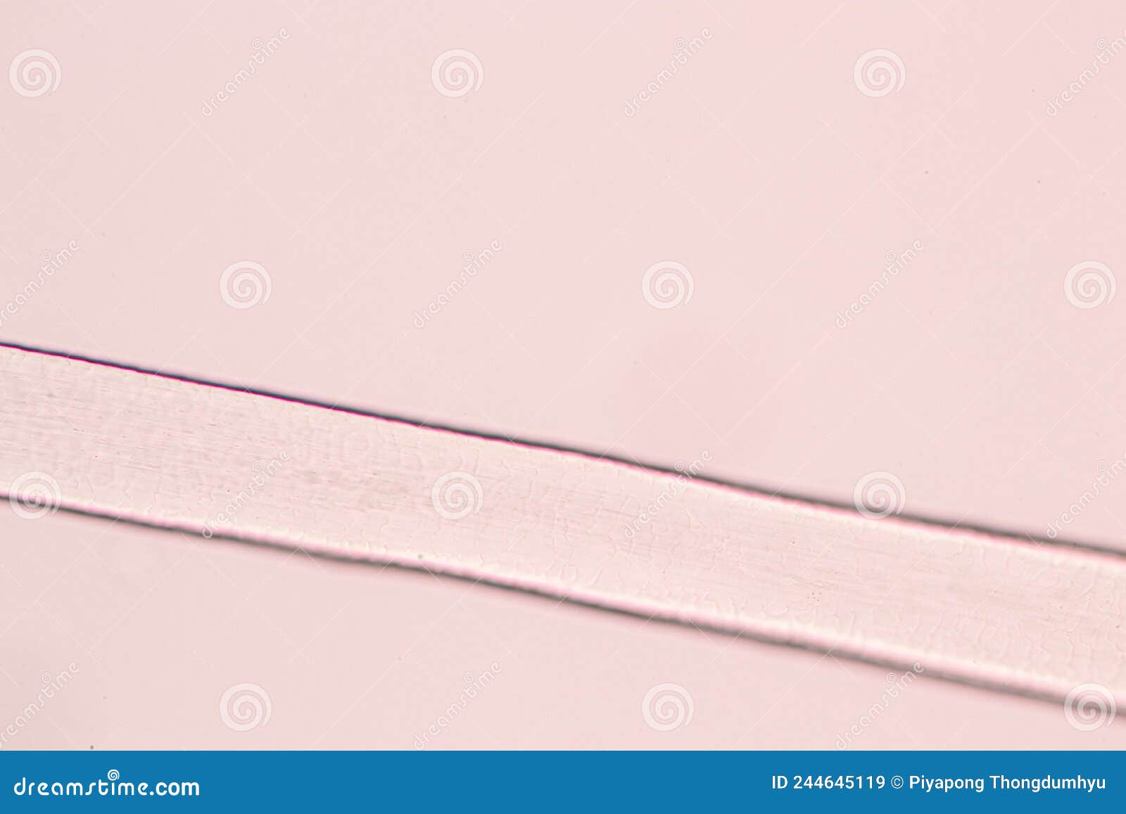 Hair Cell of Human Under Microscope View. Stock Image - Image of care ...